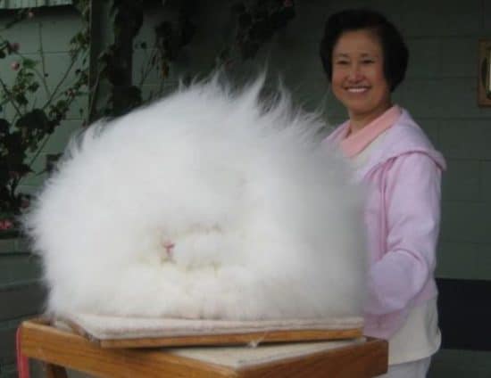 A Giant Angora Rabbit | Dravens Tales from the Crypt