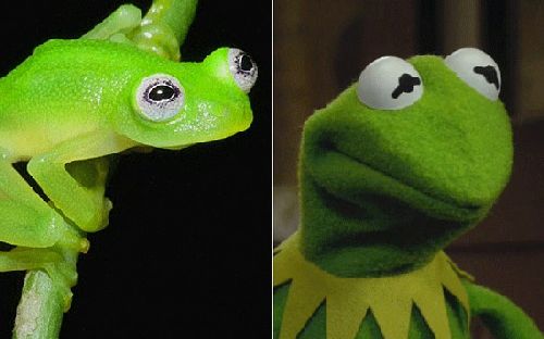 Kermit in echt - Real Life Kermit | Dravens Tales from the Crypt