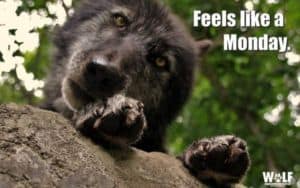 Feels like a Monday! | Dravens Tales from the Crypt