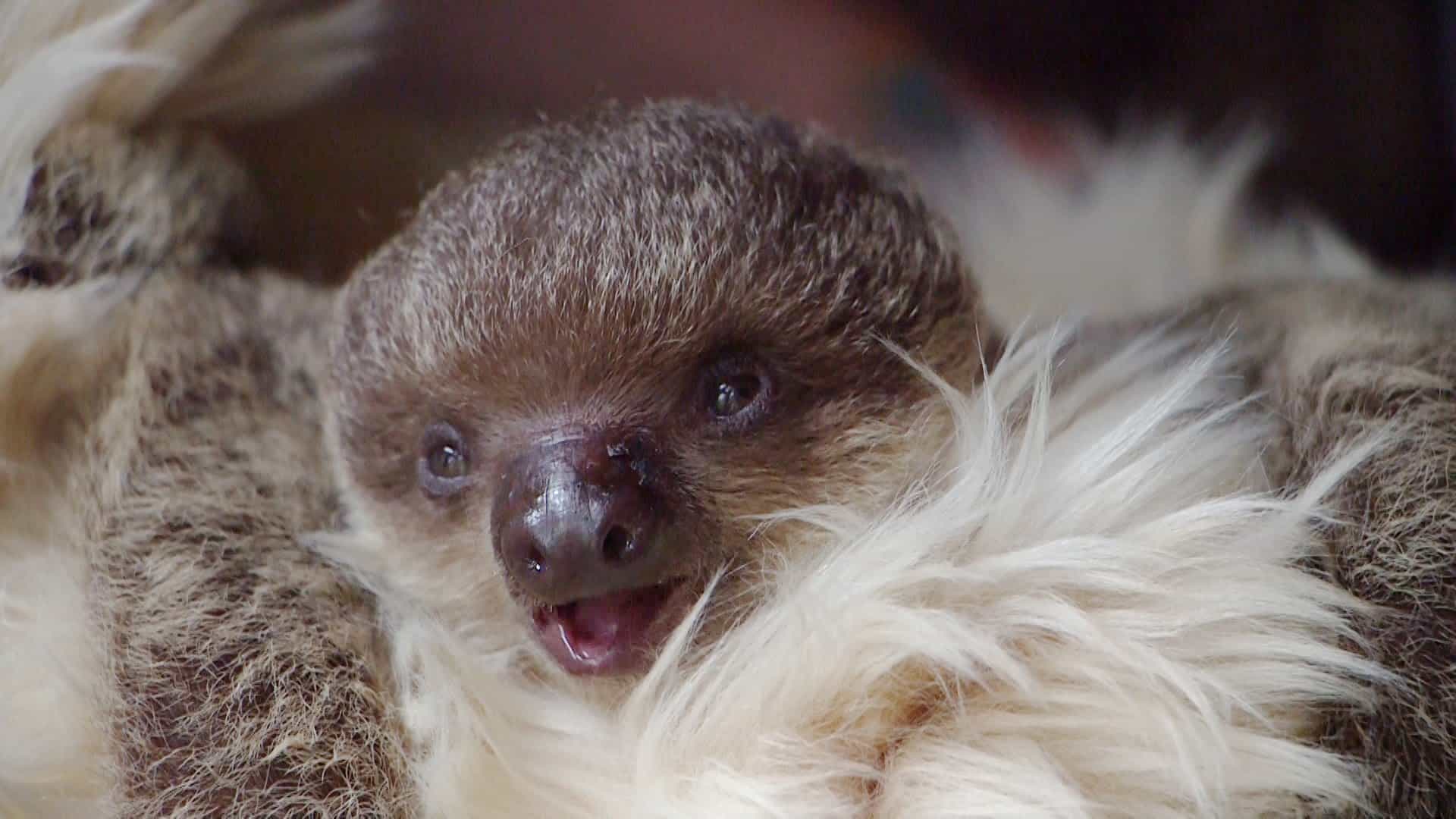 Edward, das Faultier Baby | Dravens Tales from the Crypt