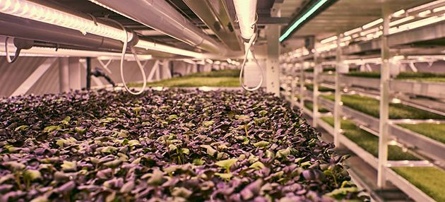 Growing Underground: Ackerbau unter London’s Strassen | Dravens Tales ...