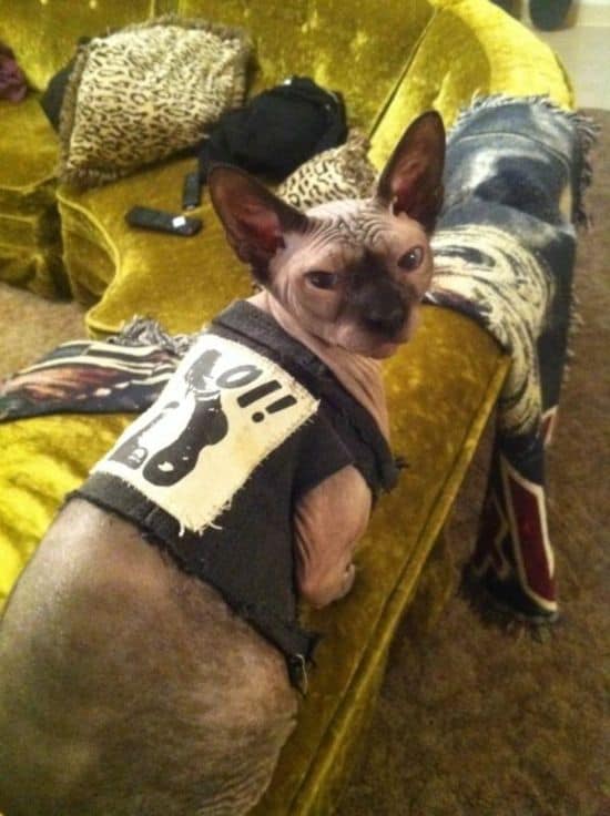 Katzen in Punk-Rock- und Metal-Westen