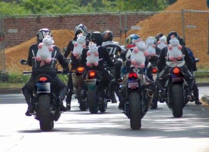 MC Einhorn: Die härteste Motorradgang