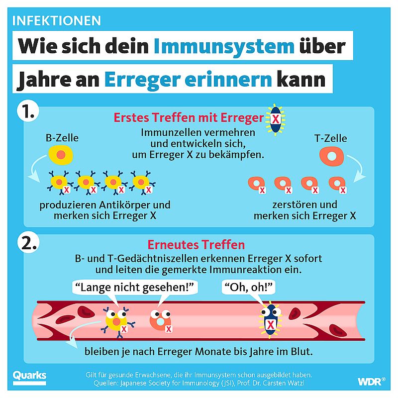 Immunsystem erinnert sich über Jahre an Erreger | Dravens Tales from ...